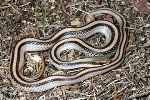 Eastern Patch-nosed Snake from Brewster County on July 26, 2006 by ...