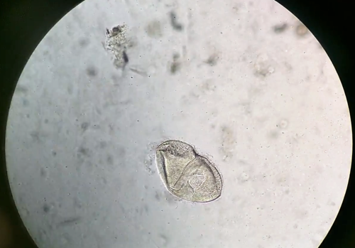 Family Nyctotheridae · iNaturalist