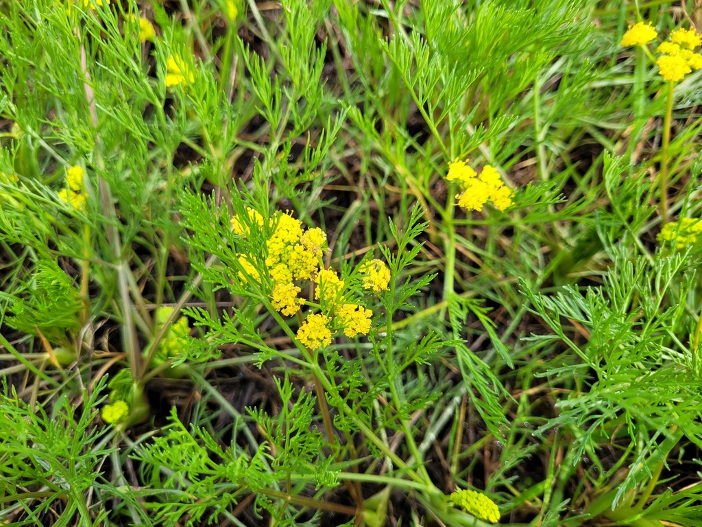 Bradshaw's desert-parsley in April 2022 by Walter Fertig · iNaturalist