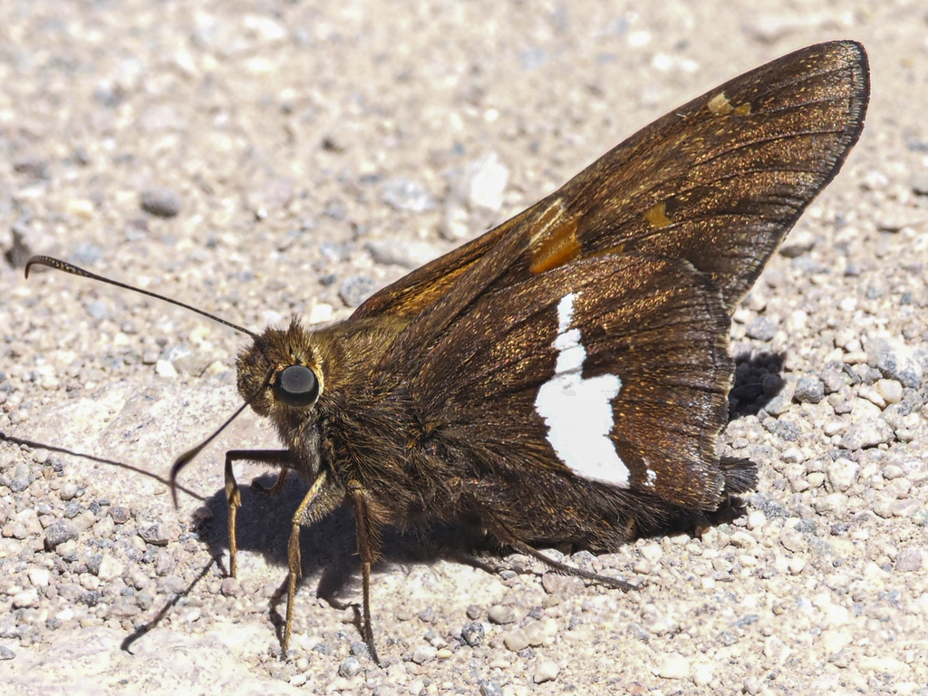 Silver-spotted Skipper from Cochise County, AZ, USA on April 21, 2022 ...