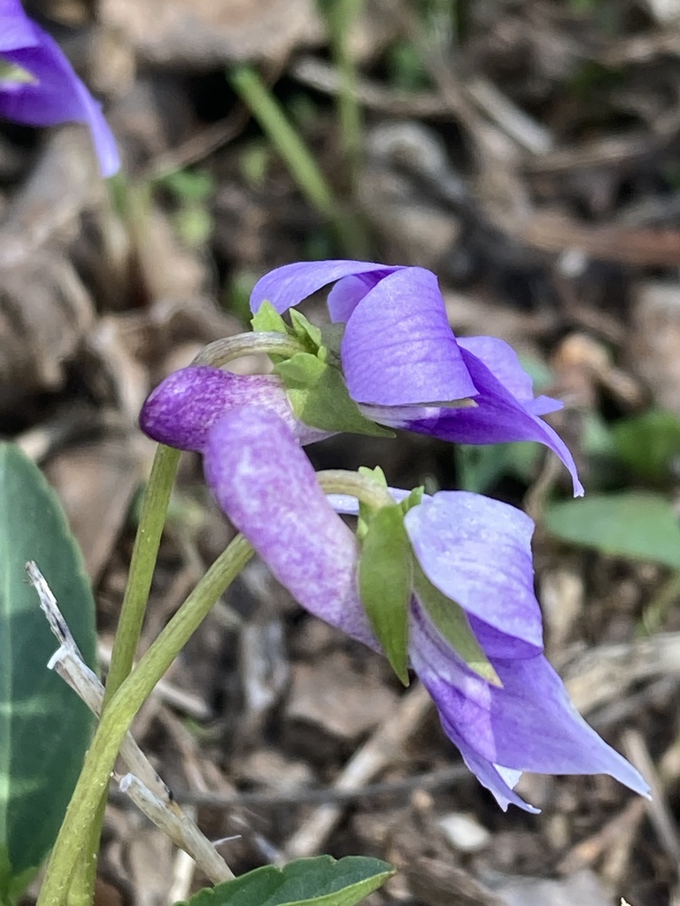 tokyo violet from Kansas State University, Manhattan, KS, US on April 4 ...