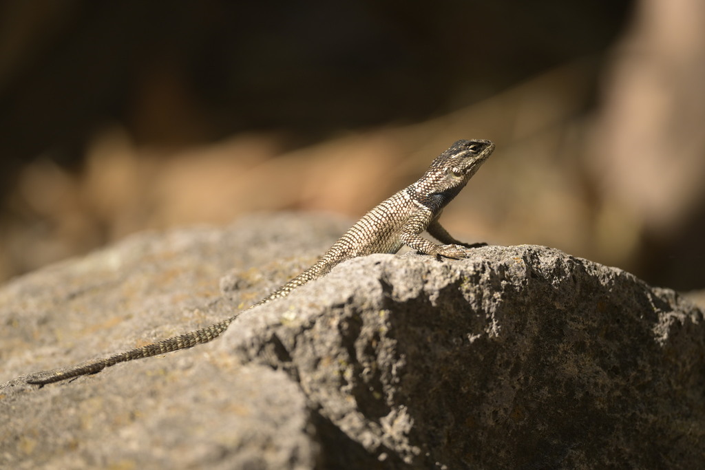 Yarrow's Spiny Lizard from Cochise County, AZ, USA on April 20, 2022 at ...