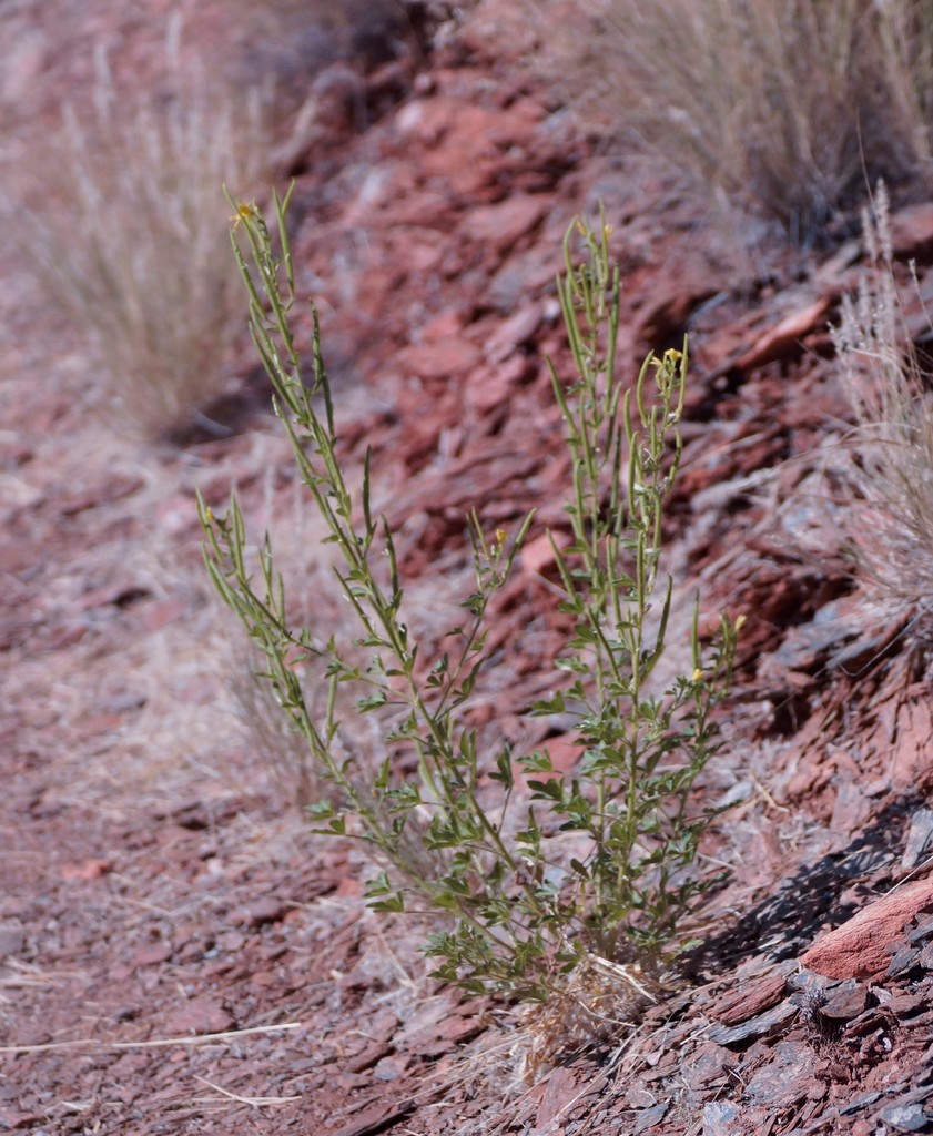 Asian spiderflower from Burt Plain NT 0872, Australia on April 7, 2022 ...