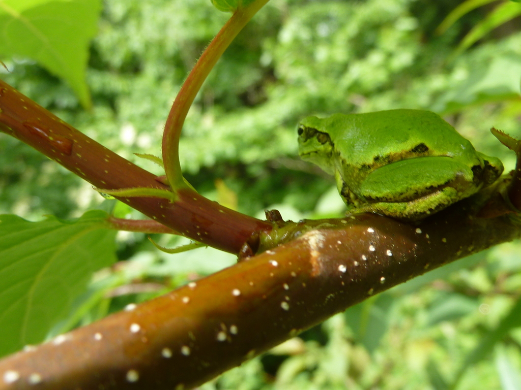 Japanese Tree Frog from Minaminagaike, Nagano, 381-0024, Japan on May ...