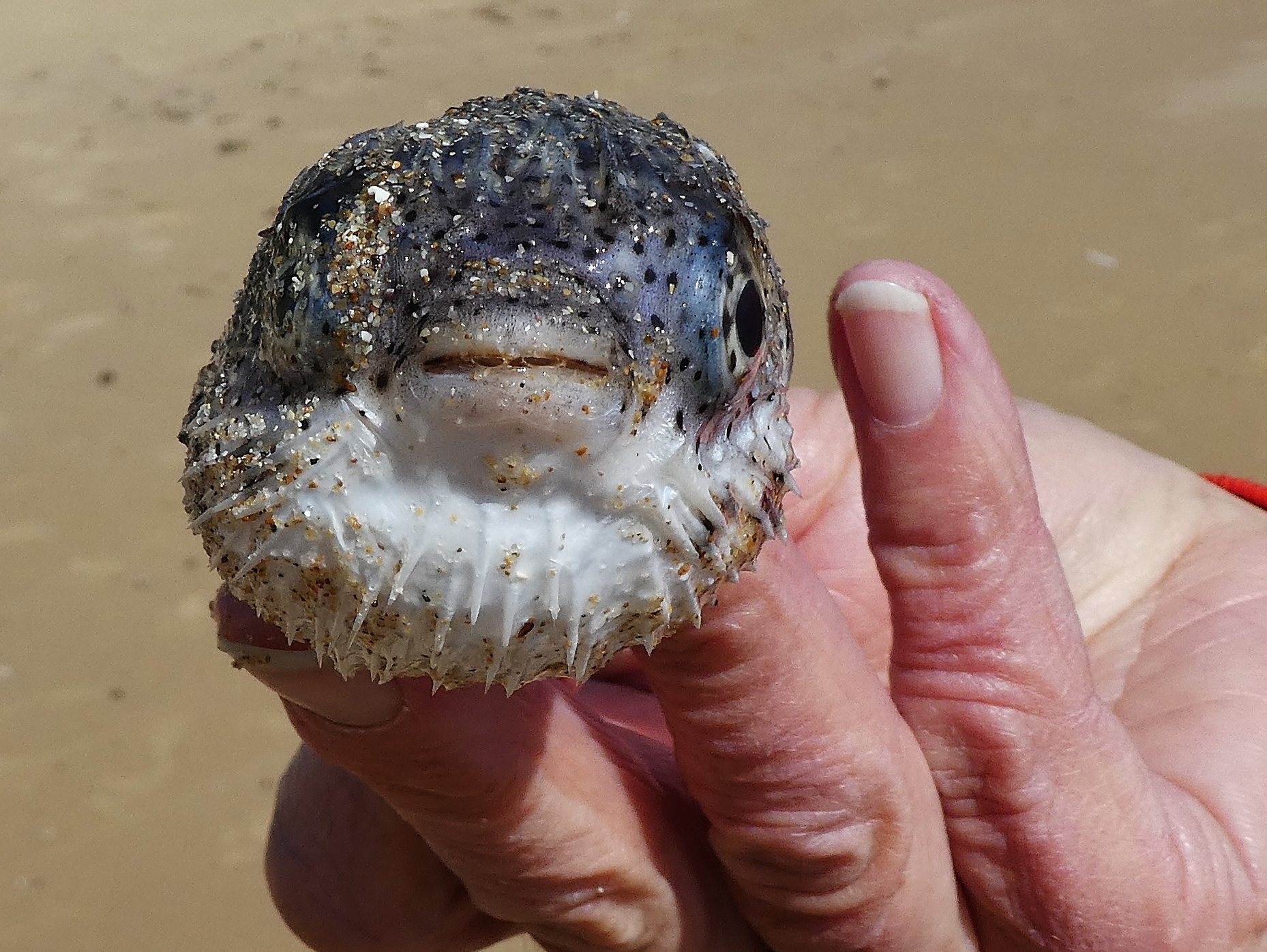 Diodon eydouxii Brisout de Barneville, 1846