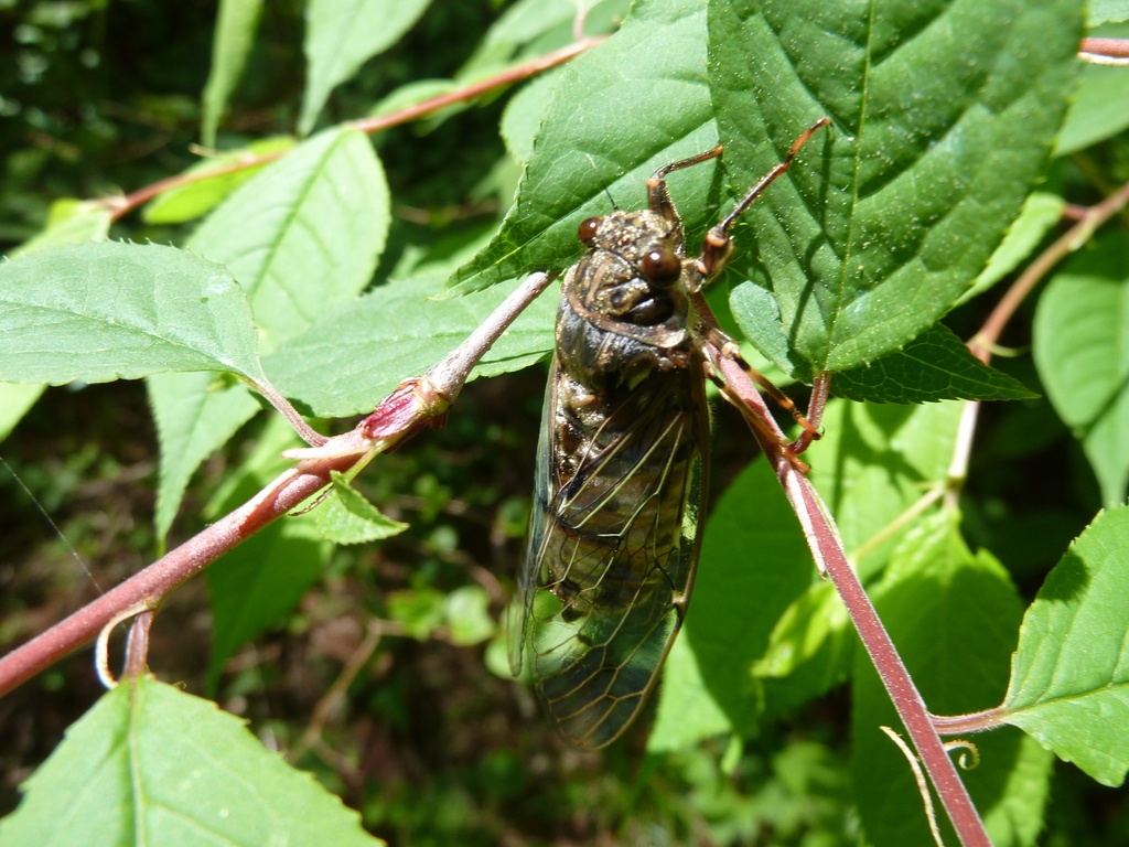 Ezo Spring Cicada from Toyooka, Suzaka, Nagano 382-0021, Japan on 30 ...