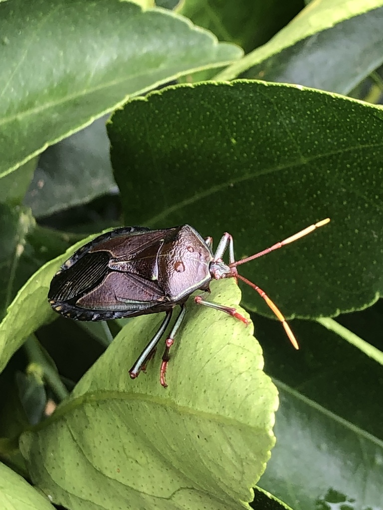 Bronze Orange Bug from Freeling Cr, Palmerston, ACT, AU on February 26 ...