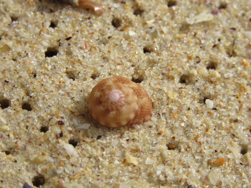 Clanculus floridus from Narrawallee NSW 2539, Australia on April 22, 2022 at 11:26 AM by Josh ...