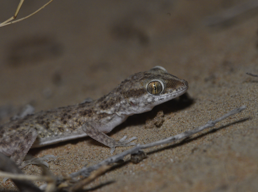 Southern Tuberculated Gecko from Al Rahail - Umm Al Quawain - United ...