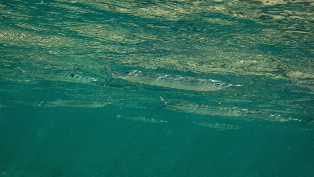 Southern Garfish from Port Phillip Bay, Beaumaris VIC 3193, Australia ...