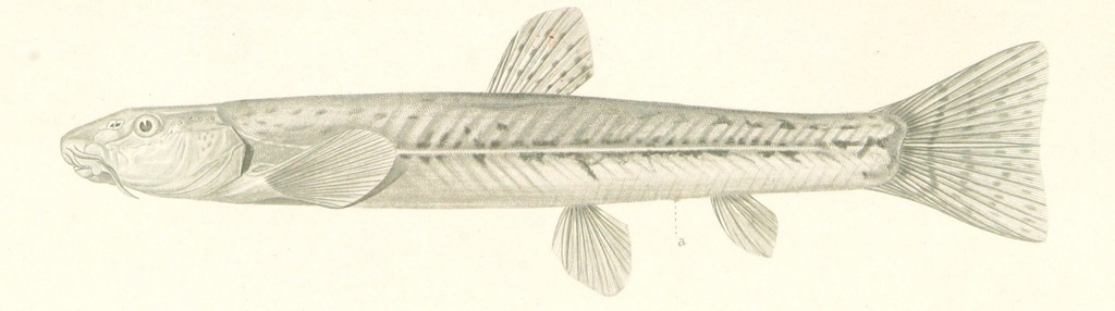 (Triplophysa dalaica) - Marine Life Identification