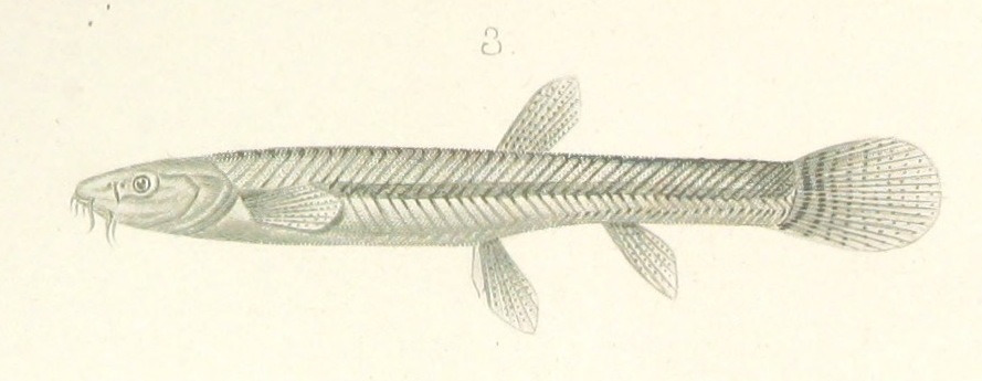(Triplophysa intermedia) - Marine Life Identification