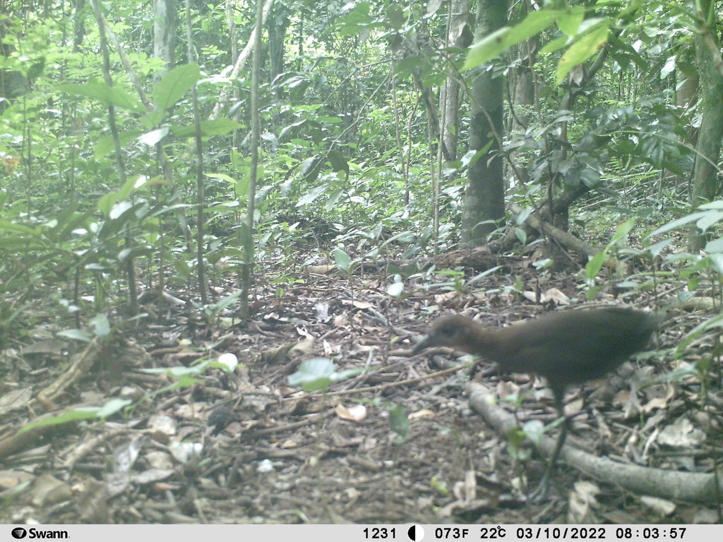 Red-necked Crake from Somerset QLD 4876, Australia on March 10, 2022 at ...