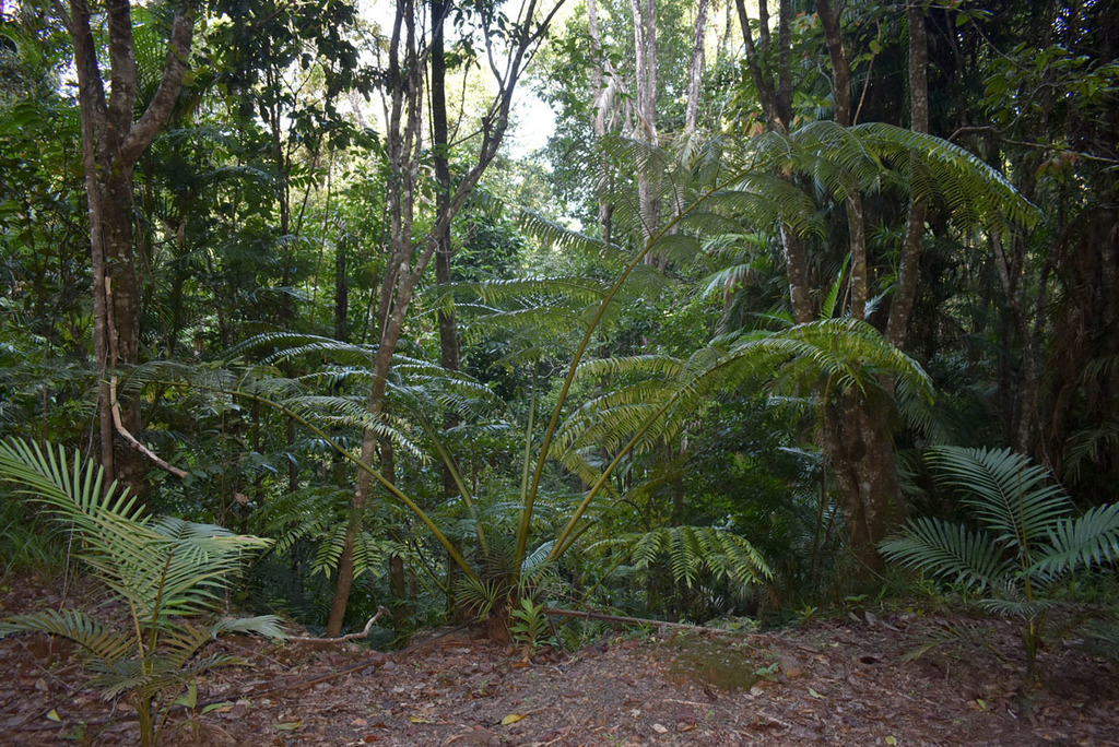 king fern from Koombooloomba QLD 4872, Australia on March 22, 2022 at ...
