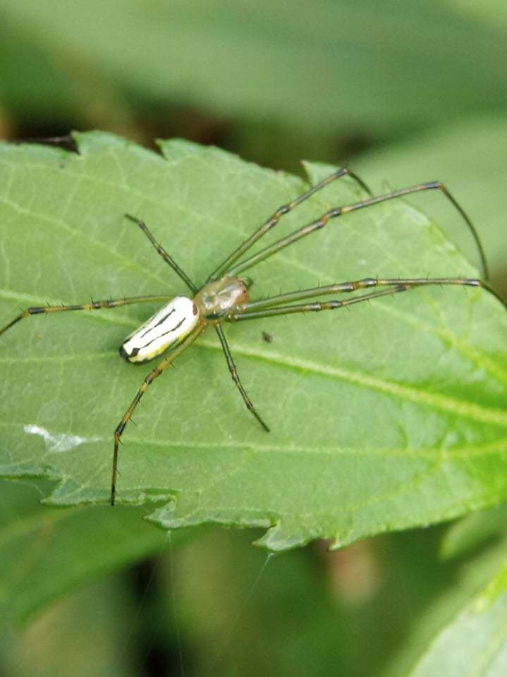Black-Striped Orchard Spider from Jl. Kebun Raya, Candikuning, Kec ...