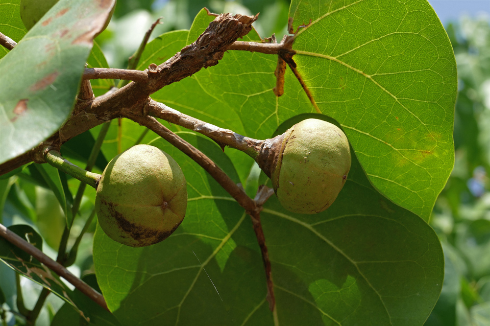 Portia tree (Thespesia populnea) - Botanical Realm