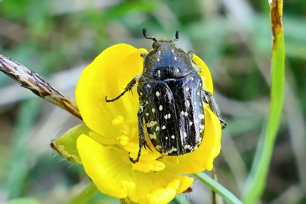 Mediterranean Spotted Chafer from Eferding, Österreich on April 12 ...