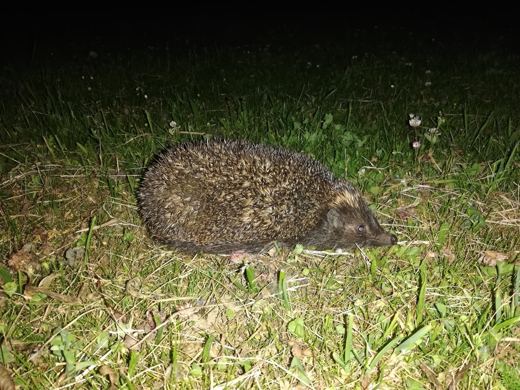 Woodland Hedgehogs from Leonding, Österreich on June 04, 2021 at 09:48 ...
