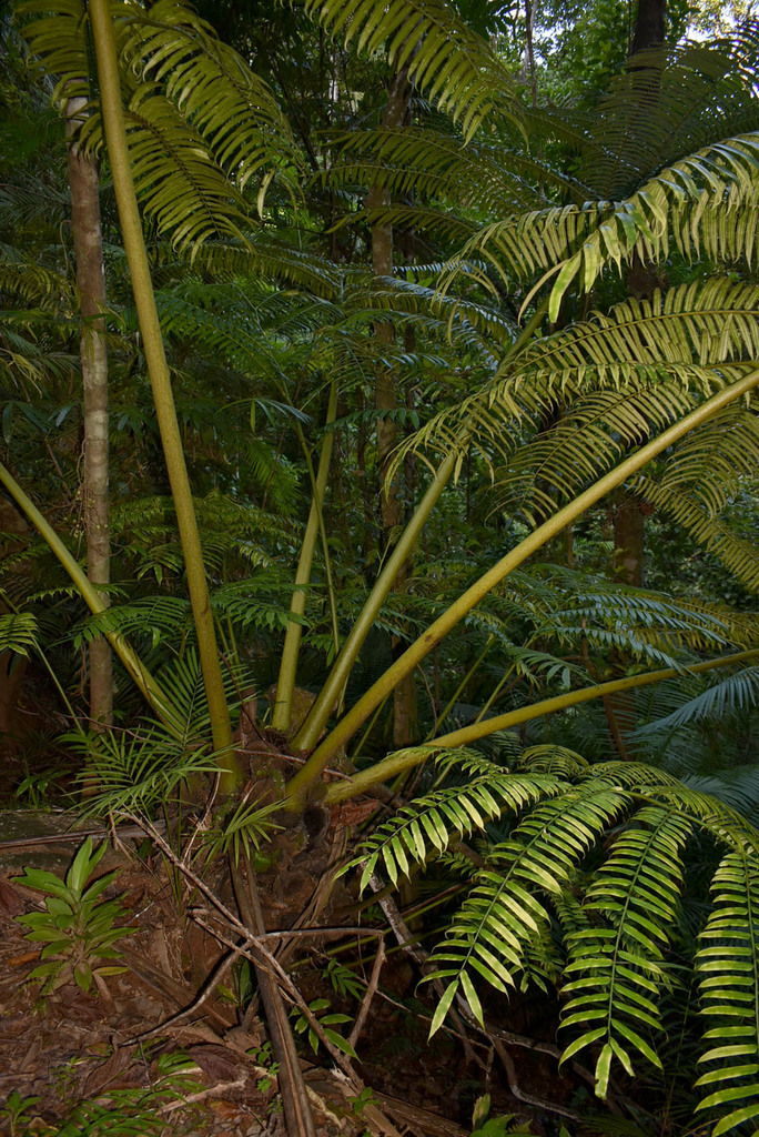 potato fern family (Marattiaceae) - Botanical Realm