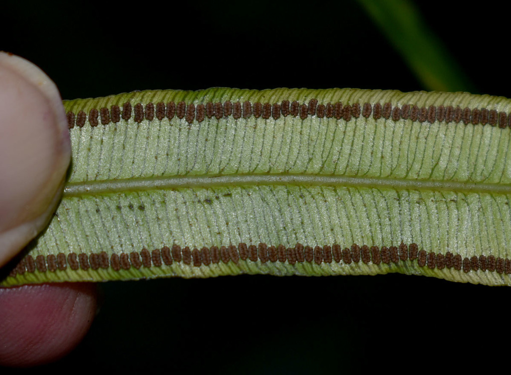 king fern (Angiopteris evecta) - Botanical Realm