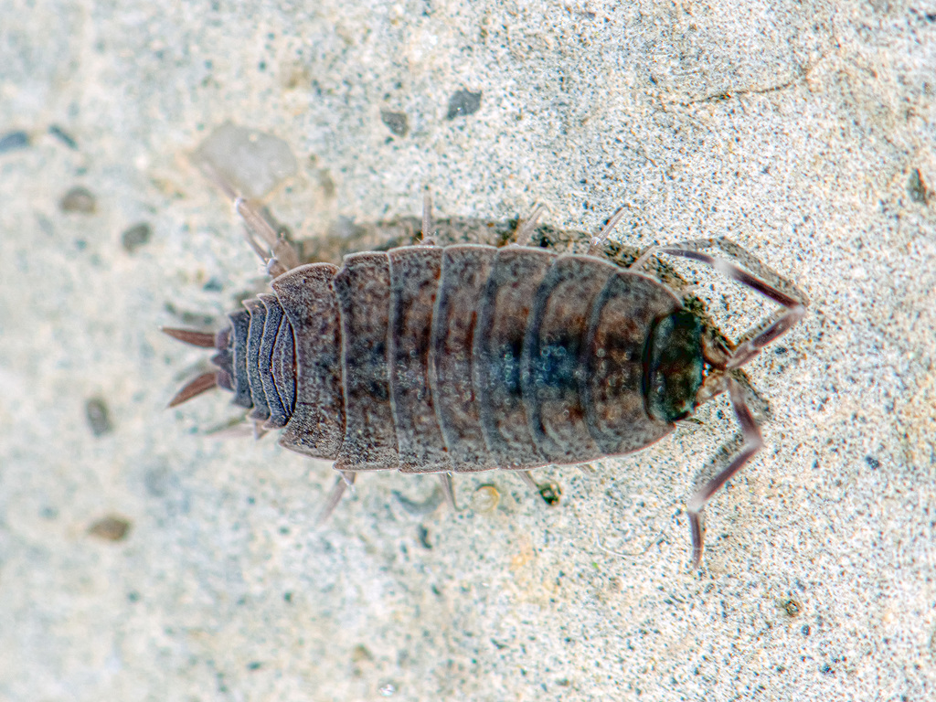 Powder Blue Isopod from 12051 Alba CN, Italia on April 22, 2022 at 10: ...