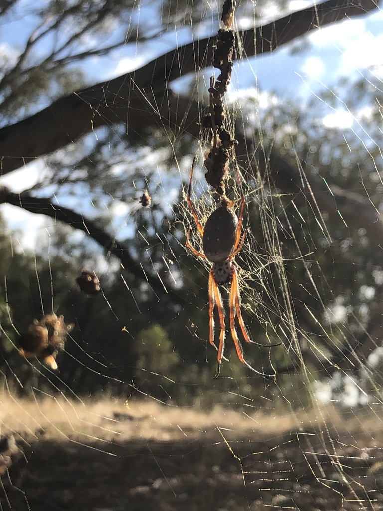 Australian Golden Orbweaver from Wedderburn Ward, Logan, VIC, AU on ...