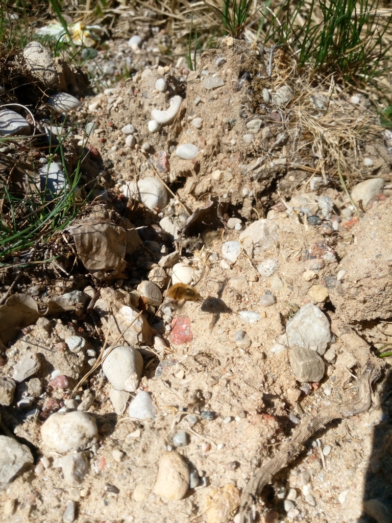 Greater Bee Flies from 97158, Lithuania on April 22, 2022 at 01:41 PM ...