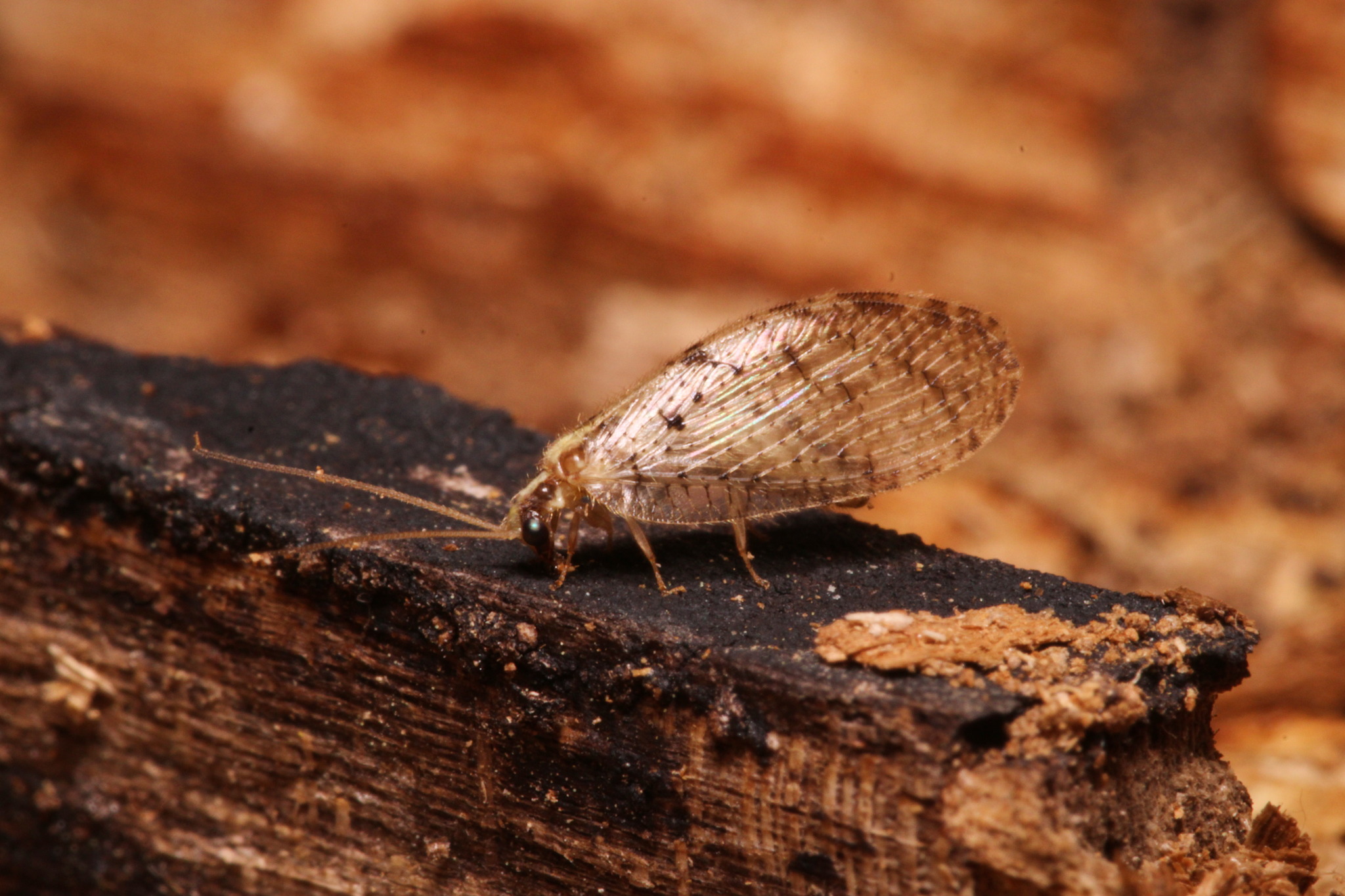 Hemerobius humulinus Linnaeus, 1758