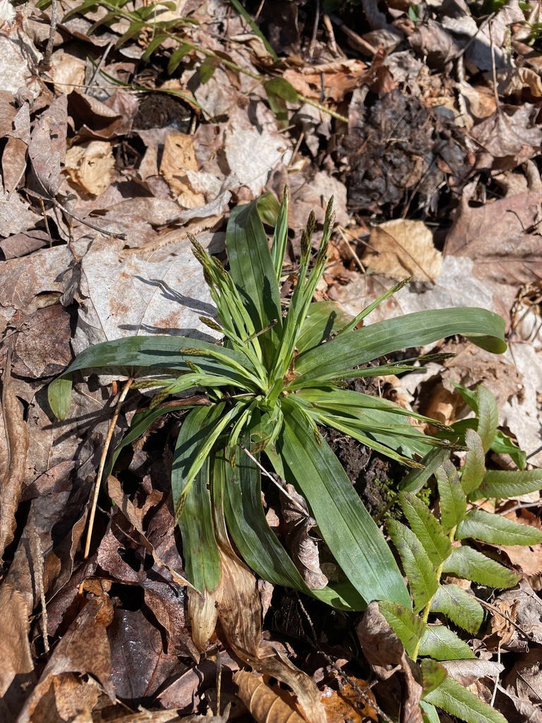 broad-leaved sedge (Field Botany OCPs - Comprehensive Guide - 2023 ...