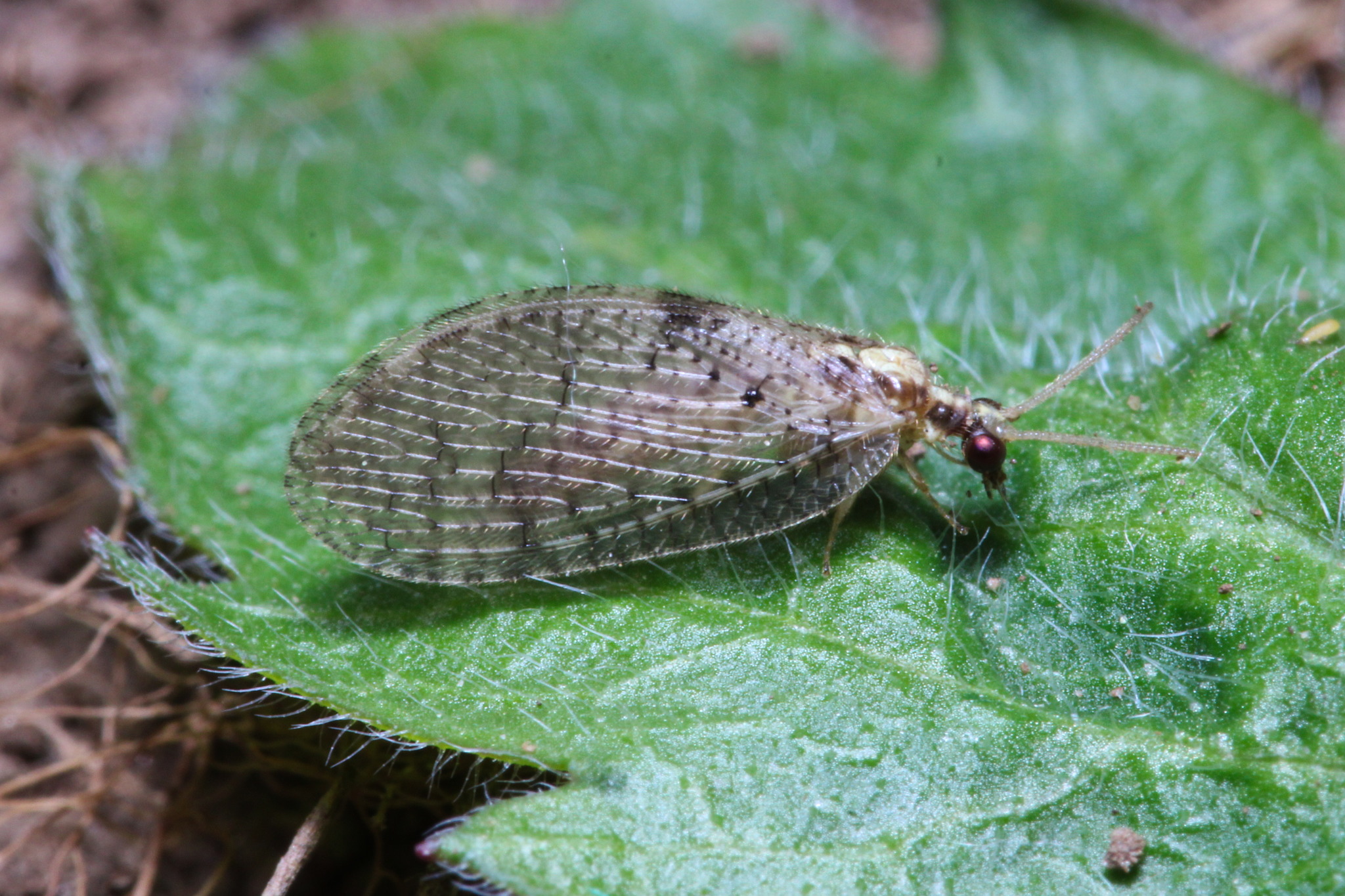 Hemerobius humulinus Linnaeus, 1758