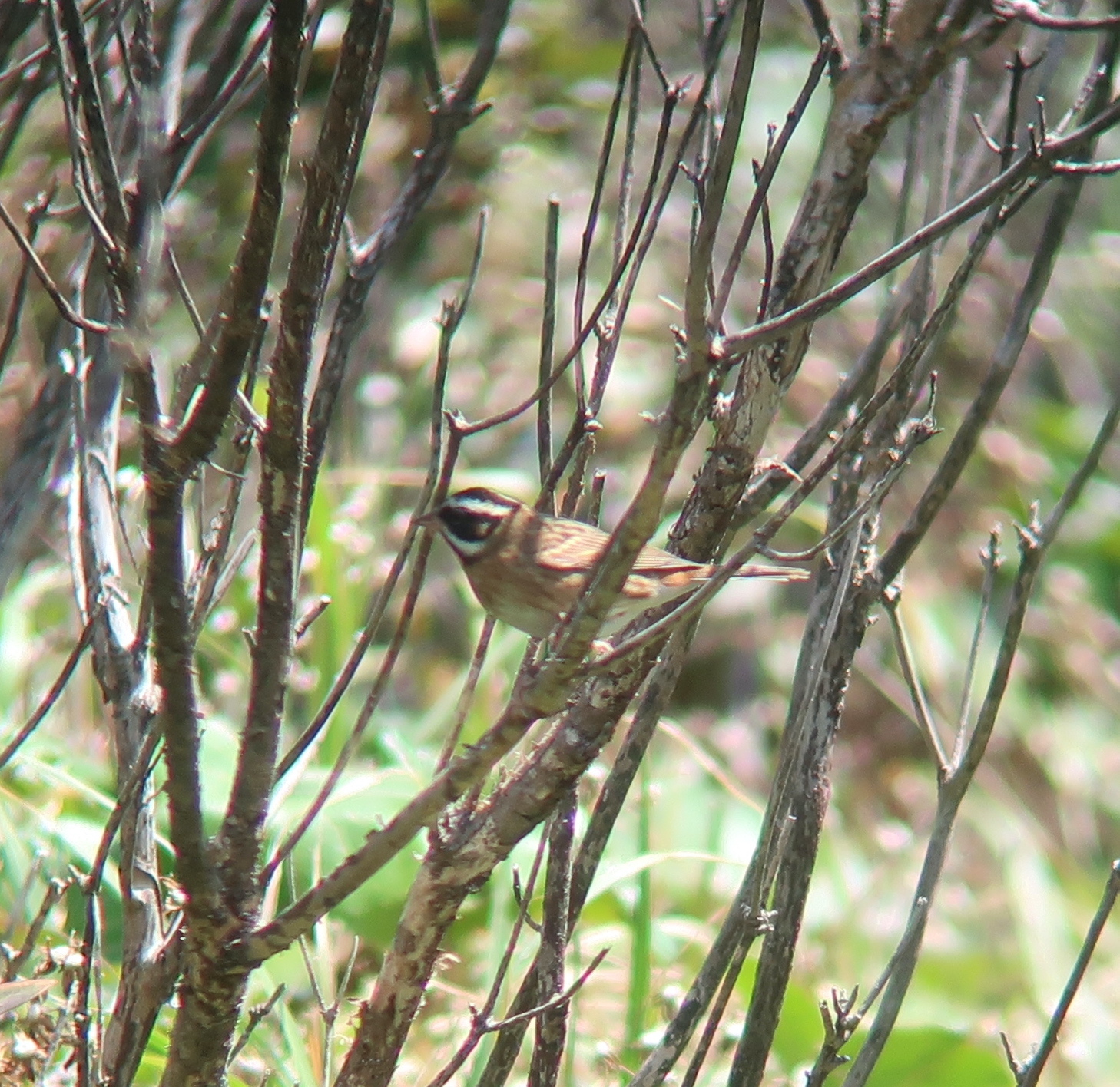 Emberiza tristrami Swinhoe, 1870
