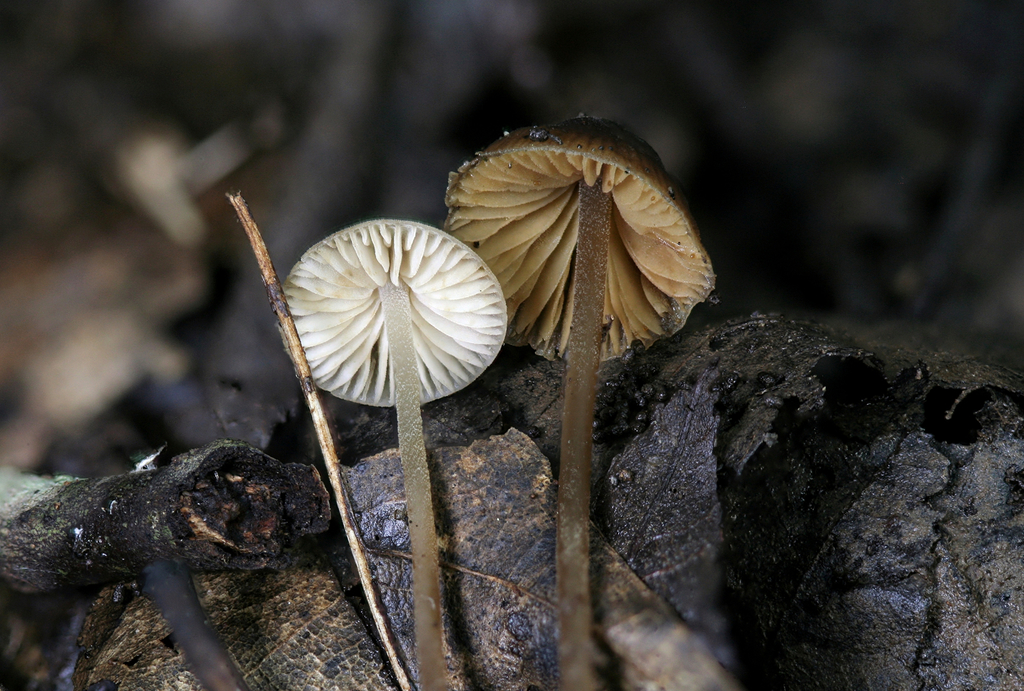 Mycenella from Haw Ridge Park, Oak Ridge, Tennessee, USA on October 09 ...