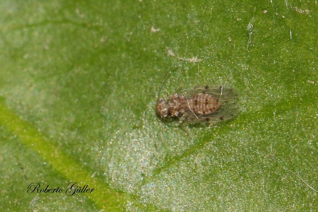 Ectopsocus from La Paz, Entre Ríos, Argentina on October 03, 2021 at 03 ...