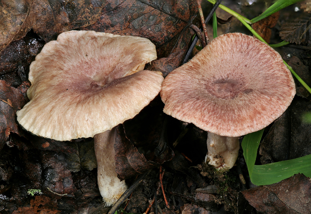Pyrogalini from Haw Ridge Park, Oak Ridge, Tennessee, USA on October 11 ...