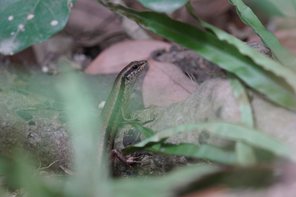 Indian Forest Skink from 香港獅子山 on April 22, 2022 at 03:56 PM by tkp123 ...