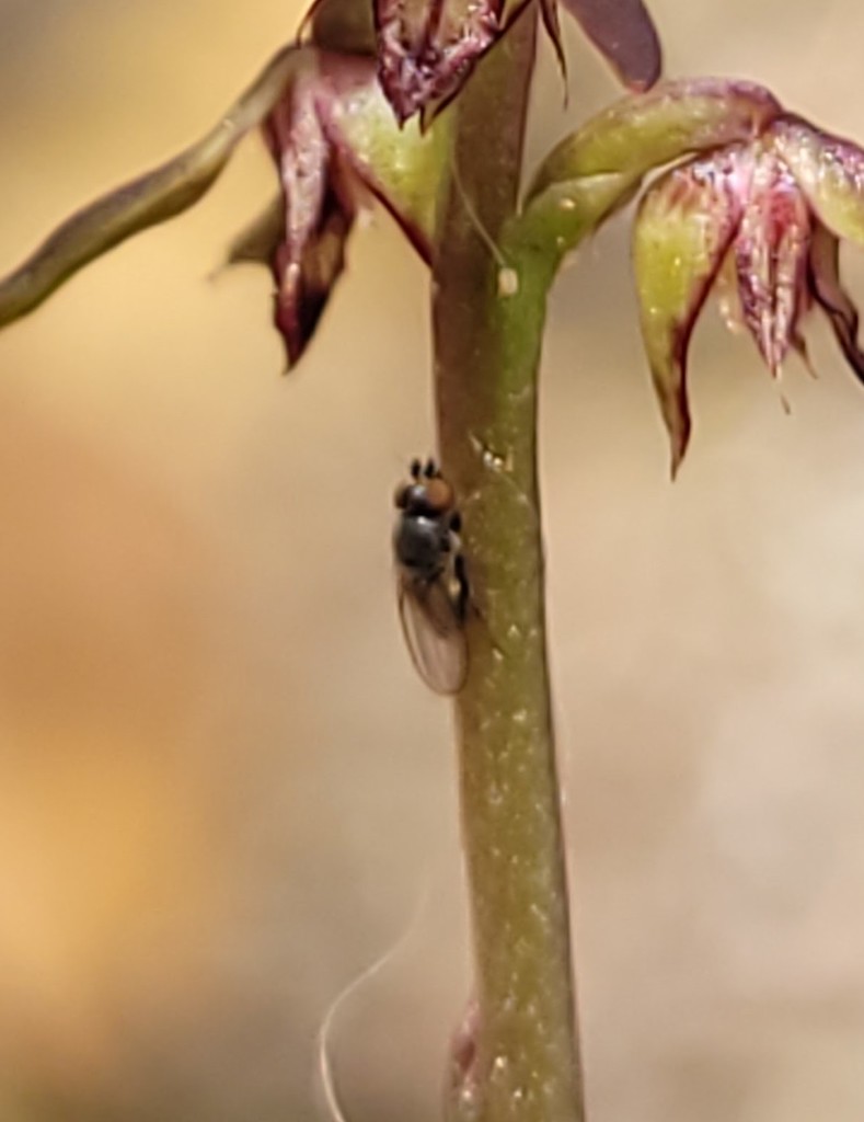 Freeloader Flies from Sydney NSW, Australia on February 21, 2022 at 11: ...