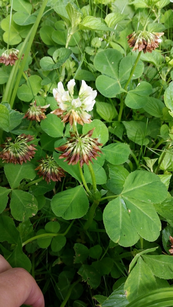 Running Buffalo Clover (Trifolium stoloniferum) - Botanical Realm