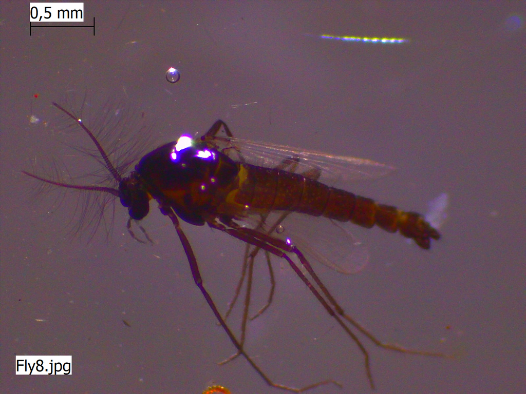 Mosquitoes and Midges from Ehlanzeni, South Africa on April 20, 2022 at ...