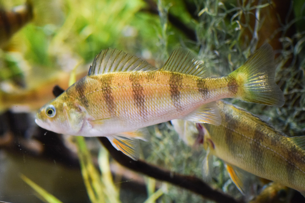 Yellow Perch (Fish of North Park) · iNaturalist