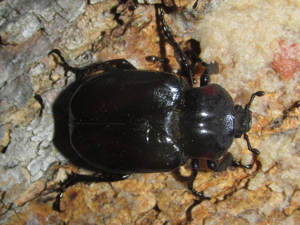 Osmoderma subplanatum from Dawes County, NE, USA on July 13, 2018 at 08 ...