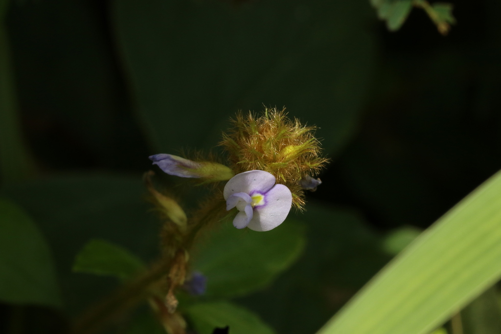 Calopo from Lekoko, Gabon on April 19, 2022 at 01:13 PM by ...
