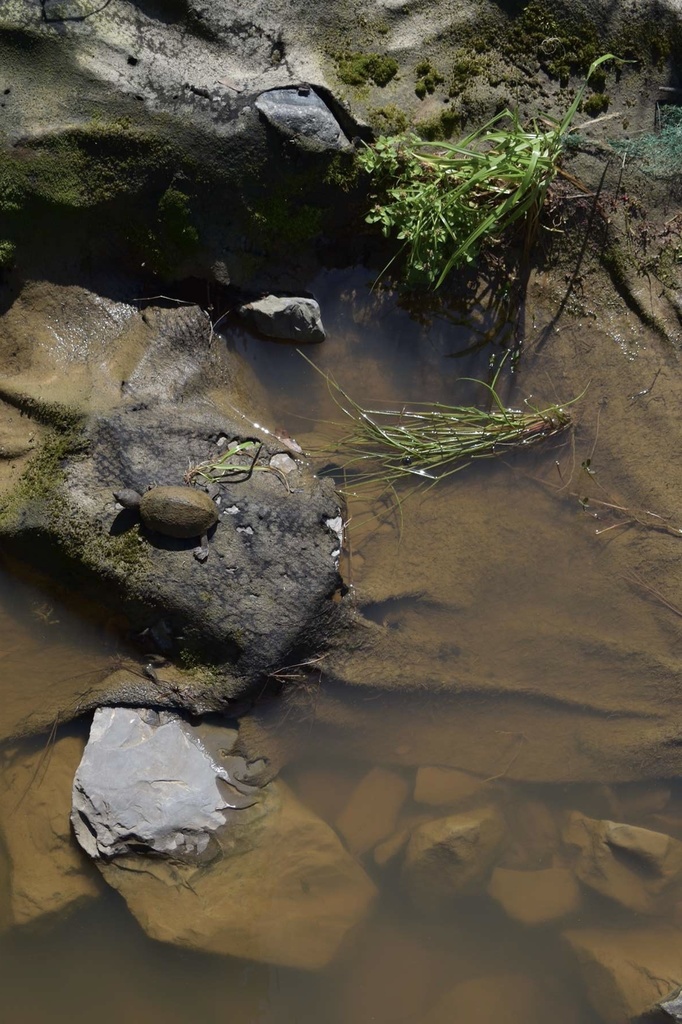 Razor-backed Musk Turtle from Hearn Creek, Madison, MS, US on April 18 ...