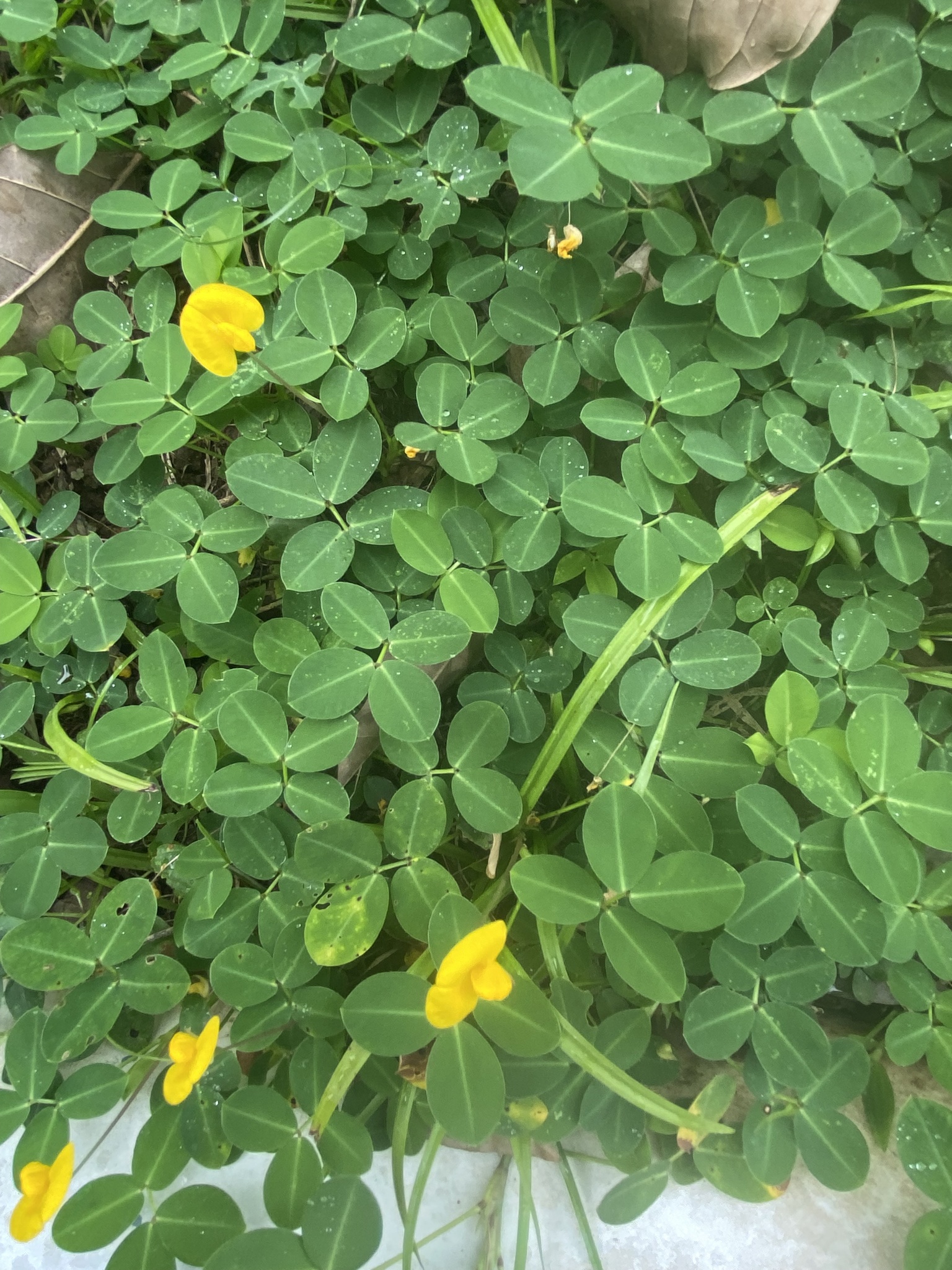 Arachis repens Handro