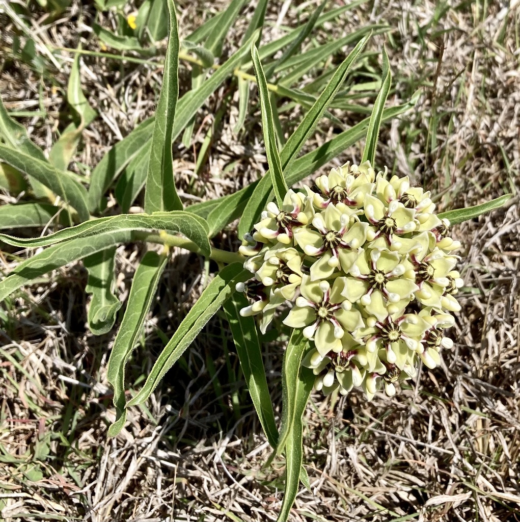 Antelopehorn Milkweed from FM-337, Medina, TX, US on April 18, 2022 at ...