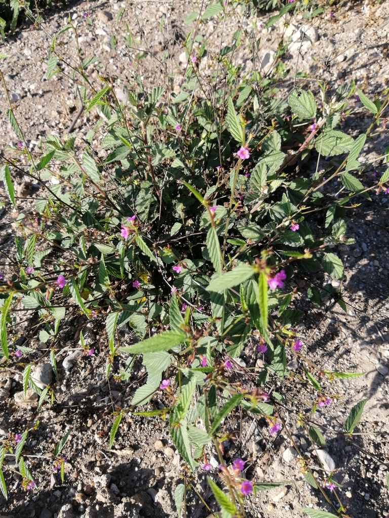 Pyramid Flower from Camino a Pueblo Nuevo Km 3, 3, 82708 La Cruz ...