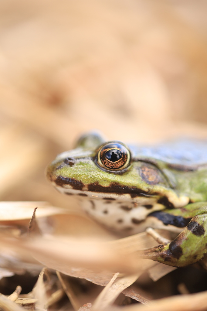 Edible Frog in April 2022 by mrrunshak · iNaturalist