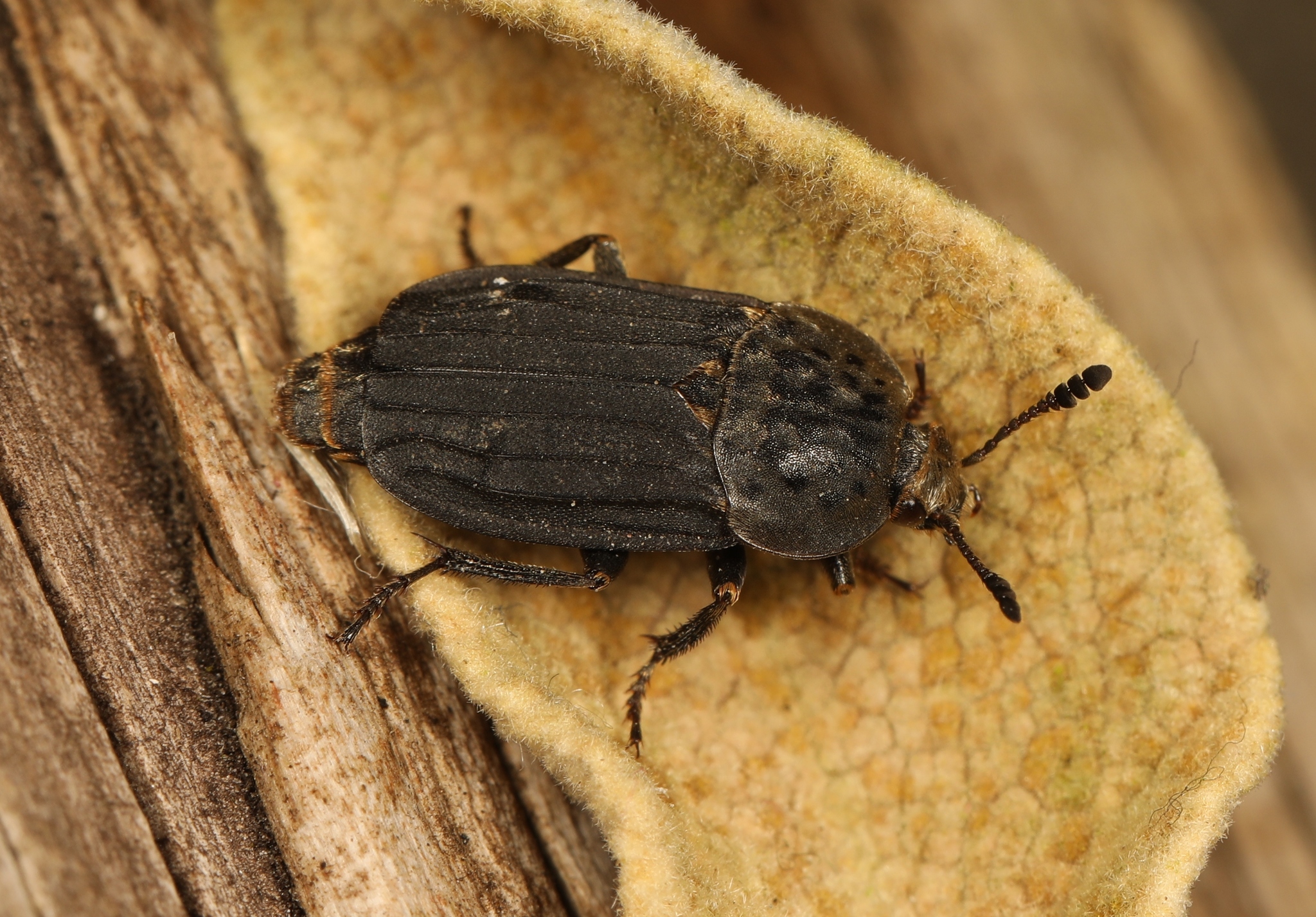 Thanatophilus sinuatus (Fabricius, 1775)