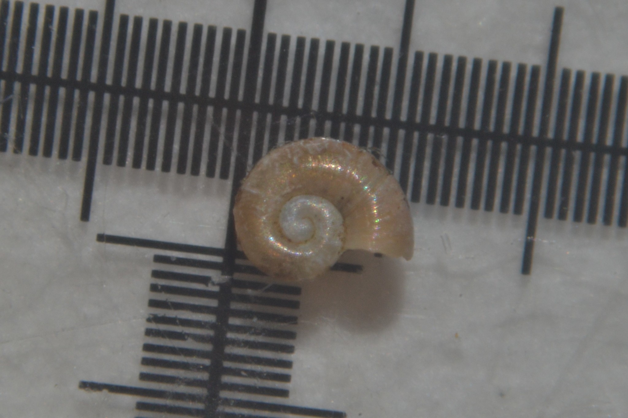 Valvata cristata O.F.Müller, 1774