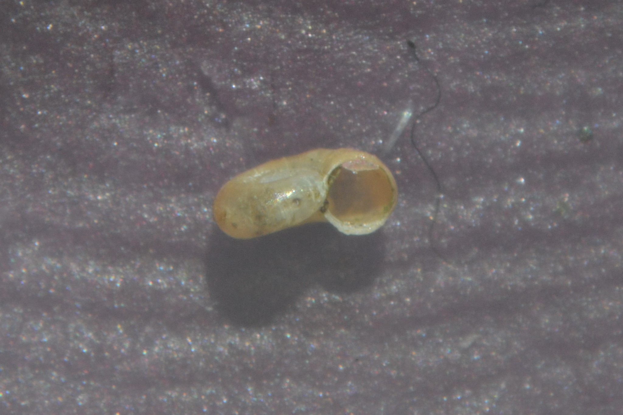 Valvata cristata O.F.Müller, 1774