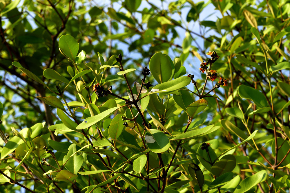 Avicennia officinalis L.